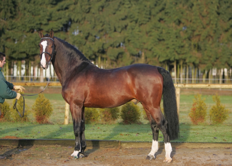 Chacoon Blue – De IJzeren Man